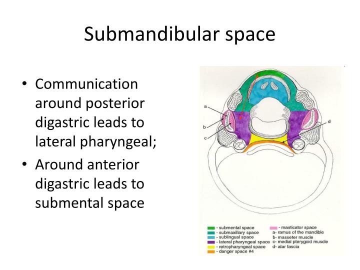 PPT - Complex Odontogenic Infections PowerPoint Presentation - ID:1944812