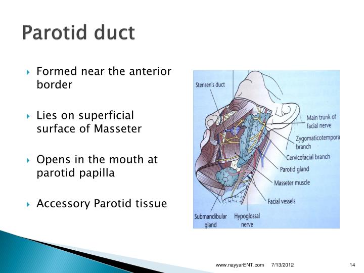 PPT - Anatomy And Physiology Of Salivary Glands PowerPoint Presentation ...