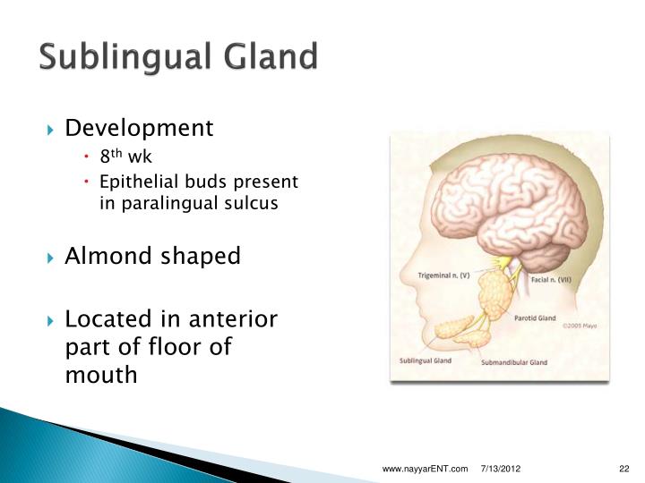 PPT - Anatomy And Physiology Of Salivary Glands PowerPoint Presentation ...