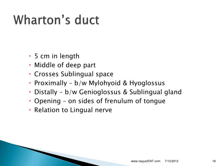 PPT - Anatomy And Physiology Of Salivary Glands PowerPoint Presentation - ID:1944844