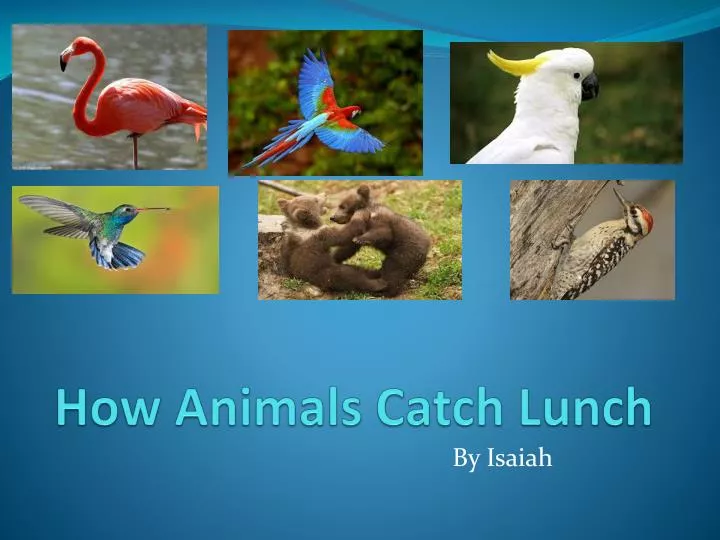PPT - How Animals Catch Lunch PowerPoint Presentation, free download ...