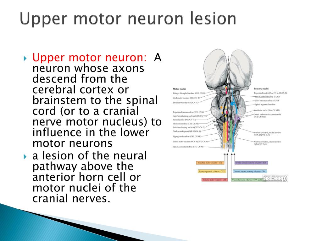 PPT - Dr Abdulrahman Alhowikan Collage of medicine Physiology Dep ...