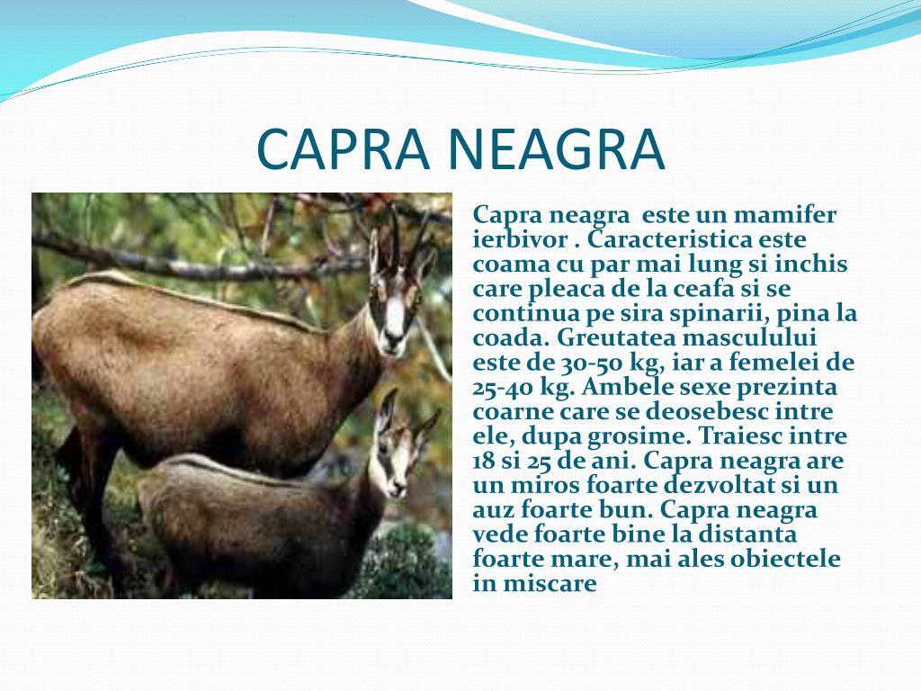 PPT - ANIMALE SI PLANTE PE CALE DE DISPARITIE PowerPoint Presentation ...
