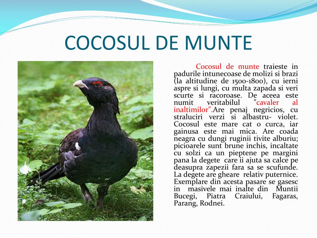 PPT - ANIMALE SI PLANTE PE CALE DE DISPARITIE PowerPoint Presentation ...
