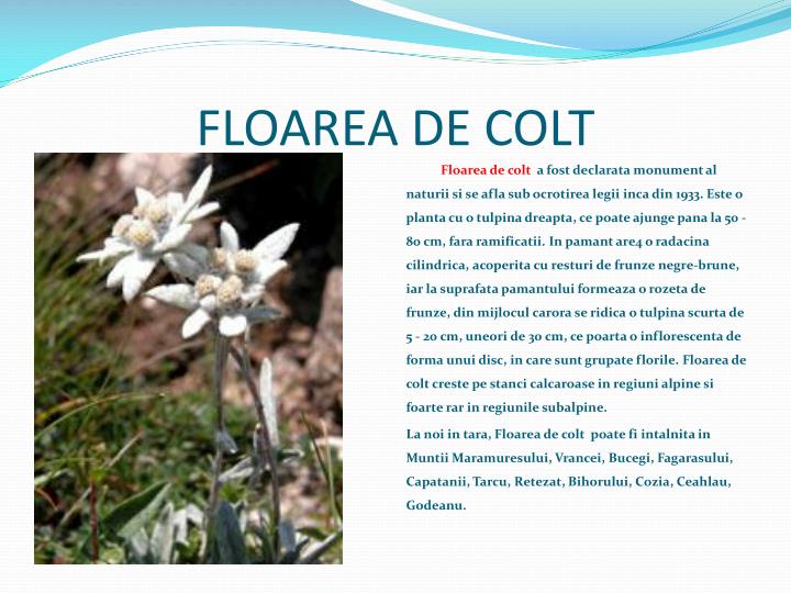 PPT - ANIMALE SI PLANTE PE CALE DE DISPARITIE PowerPoint Presentation ...