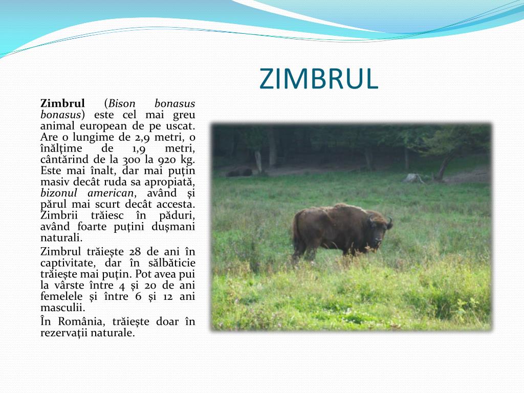 PPT - ANIMALE SI PLANTE PE CALE DE DISPARITIE PowerPoint Presentation ...