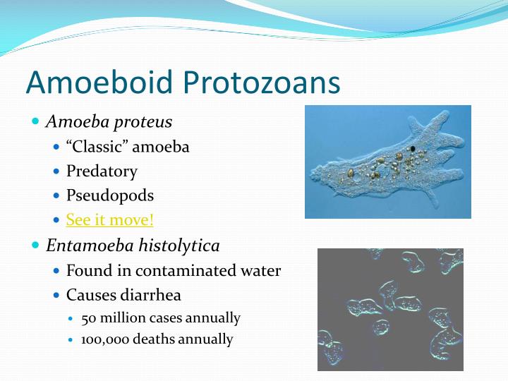PPT - Chapter 22 PowerPoint Presentation - ID:1945423