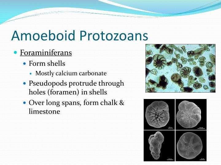 PPT - Chapter 22 PowerPoint Presentation - ID:1945423