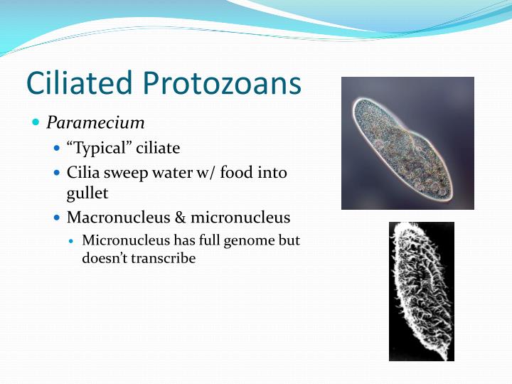 PPT - Chapter 22 PowerPoint Presentation - ID:1945423