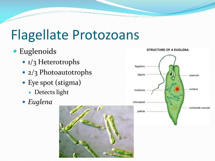 PPT - Chapter 22 PowerPoint Presentation - ID:1945423