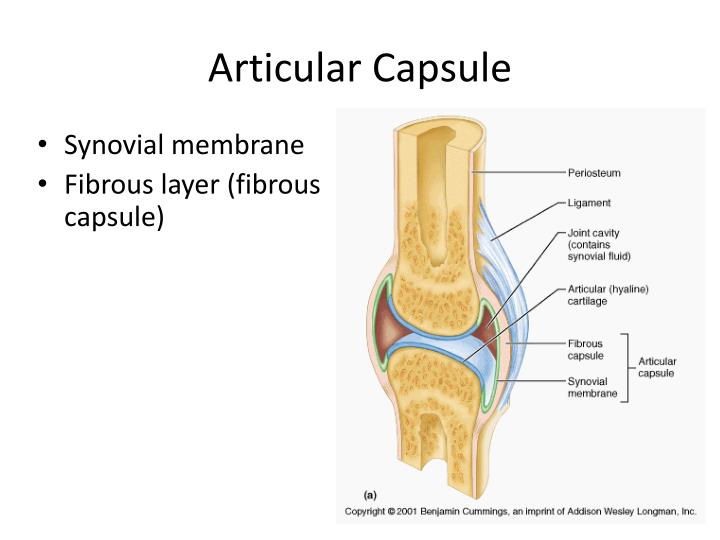 PPT - HUMEROULNAR/ELBOW JOINT & HAND PowerPoint Presentation - ID:1945427