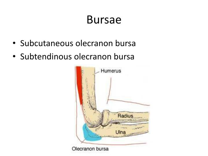 PPT - HUMEROULNAR/ELBOW JOINT & HAND PowerPoint Presentation - ID:1945427