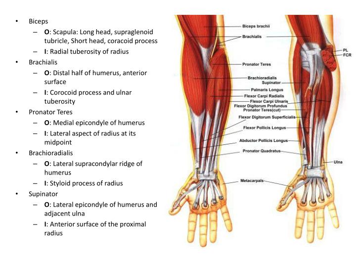 PPT - HUMEROULNAR/ELBOW JOINT & HAND PowerPoint Presentation - ID:1945427