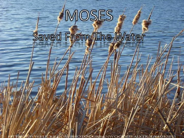 PPT - MOSES PowerPoint Presentation, free download - ID:1946150