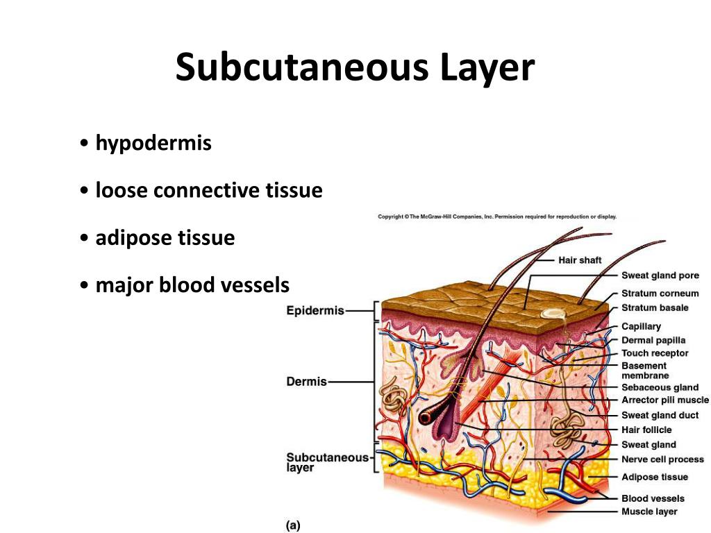 Subcutaneous Layer Diagram