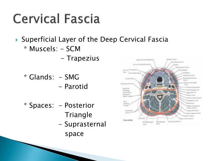 PPT - Deep Neck spaces and Infection PowerPoint Presentation - ID:1946491