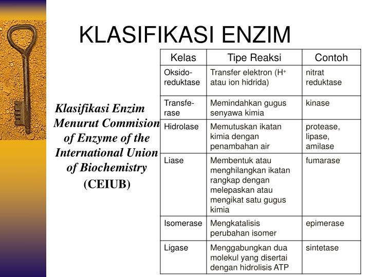 PPT - ENZIM PowerPoint Presentation - ID:1946593