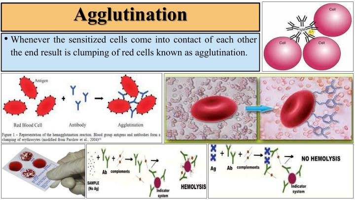 PPT - Principles of Immunohematology PowerPoint Presentation - ID:1946683