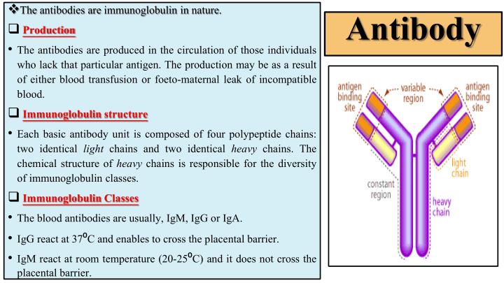 PPT - Principles of Immunohematology PowerPoint Presentation - ID:1946683