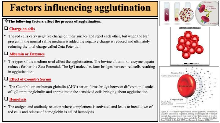 PPT - Principles of Immunohematology PowerPoint Presentation - ID:1946683
