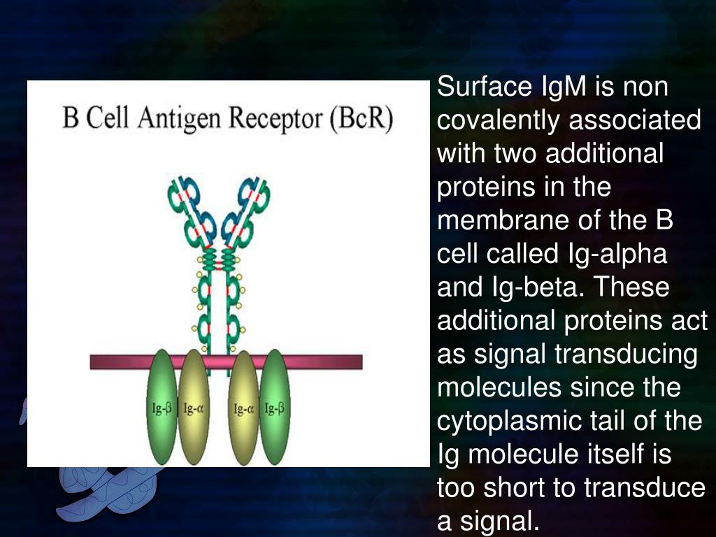 PPT - Immunoglobulin and Monoclonal antibodies PowerPoint Presentation ...
