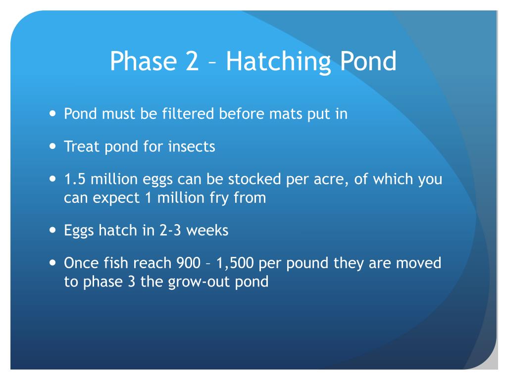 PPT - Bull Minnow Aquaculture PowerPoint Presentation, free download ...