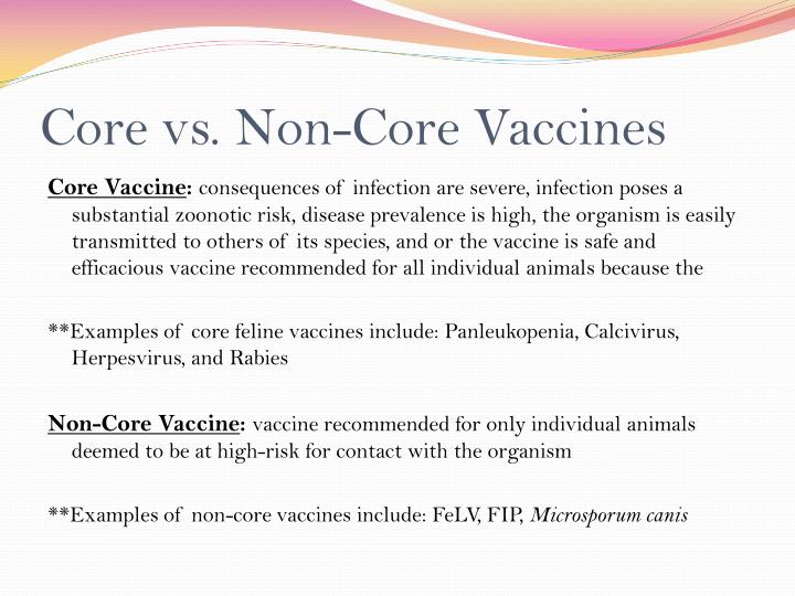 PPT - FELINE VACCINES-PROTECT YOUR PET PowerPoint Presentation - ID:1947003