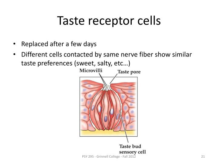 PPT - Taste PowerPoint Presentation - ID:1947080