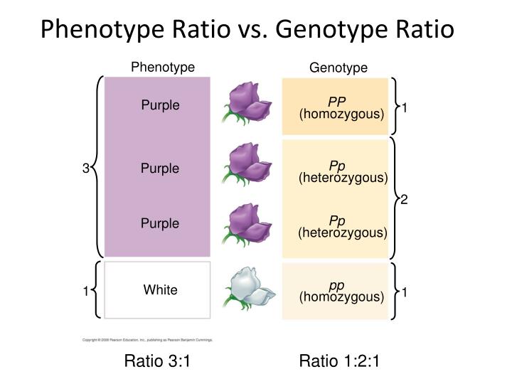 PPT - Mendelian Genetics PowerPoint Presentation - ID:1948253