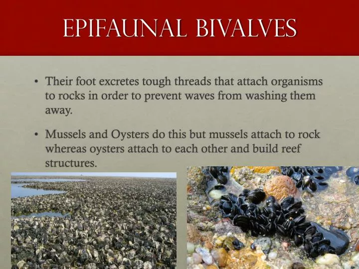 PPT - Epifaunal Bivalves PowerPoint Presentation, free download - ID ...