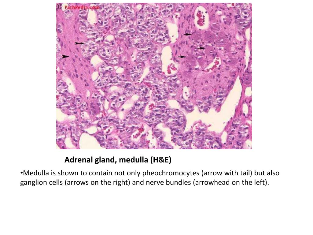 PPT - Histology of Adrenal Gland - Medulla PowerPoint Presentation ...
