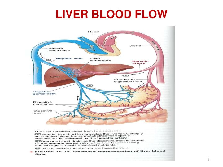 PPT - LIVER AND BILE SECRETION PowerPoint Presentation - ID:1948576