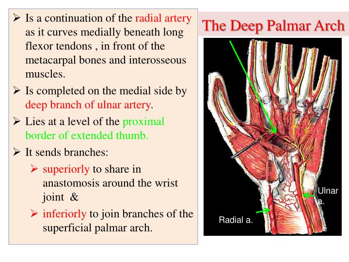 PPT - Vascular Anatomy of the upper limb PowerPoint Presentation - ID ...