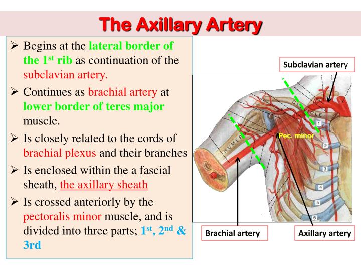 PPT - Vascular Anatomy of the upper limb PowerPoint Presentation - ID ...