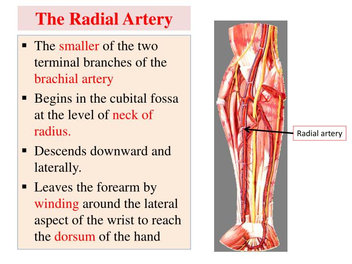 PPT - Vascular Anatomy of the upper limb PowerPoint Presentation - ID ...