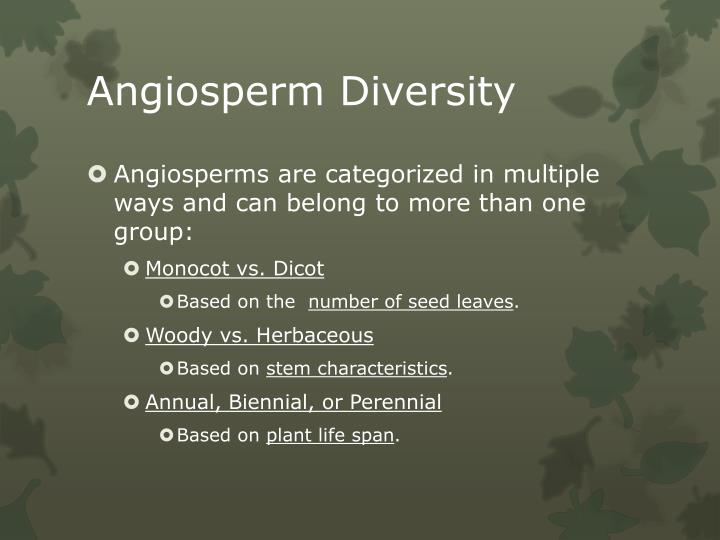 PPT - Seed Plants PowerPoint Presentation - ID:1948916