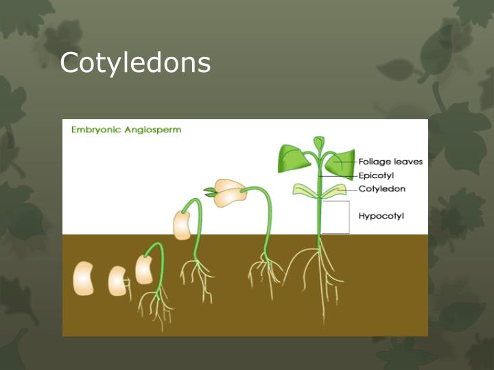 PPT - Seed Plants PowerPoint Presentation - ID:1948916