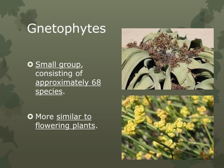 PPT - Seed Plants PowerPoint Presentation - ID:1948916