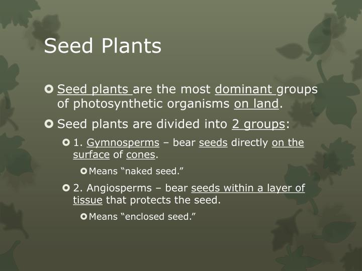 PPT - Seed Plants PowerPoint Presentation - ID:1948916