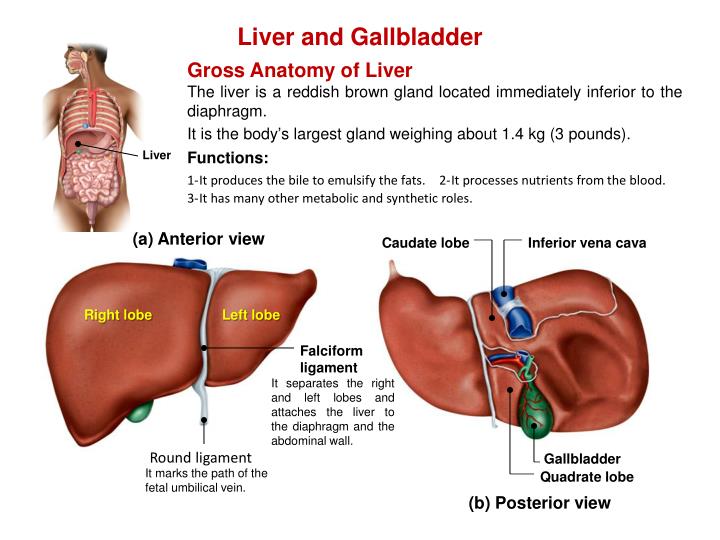 PPT - Digestive System-2 PowerPoint Presentation - ID:1948955