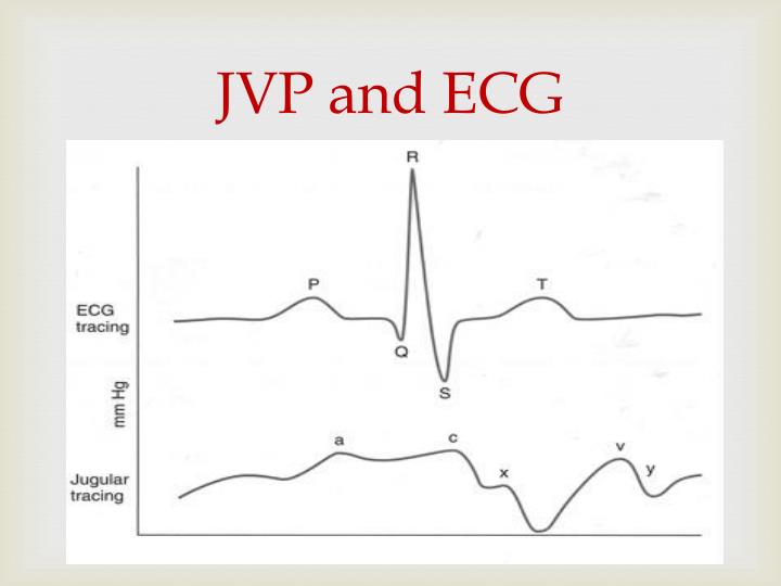 PPT - Jugular Venous Pulse and Carotid Arterial Pulse PowerPoint ...