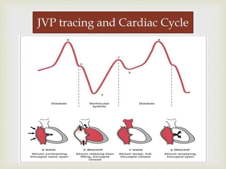 PPT - Jugular Venous Pulse and Carotid Arterial Pulse PowerPoint ...