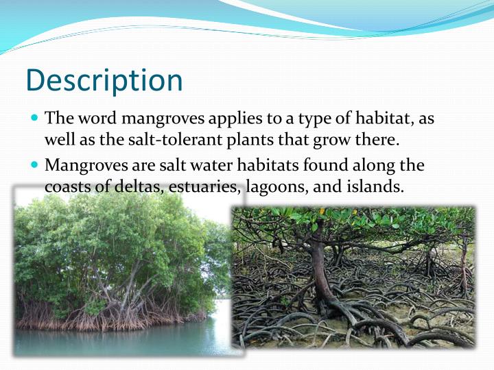 PPT - Mangroves PowerPoint Presentation - ID:1950085