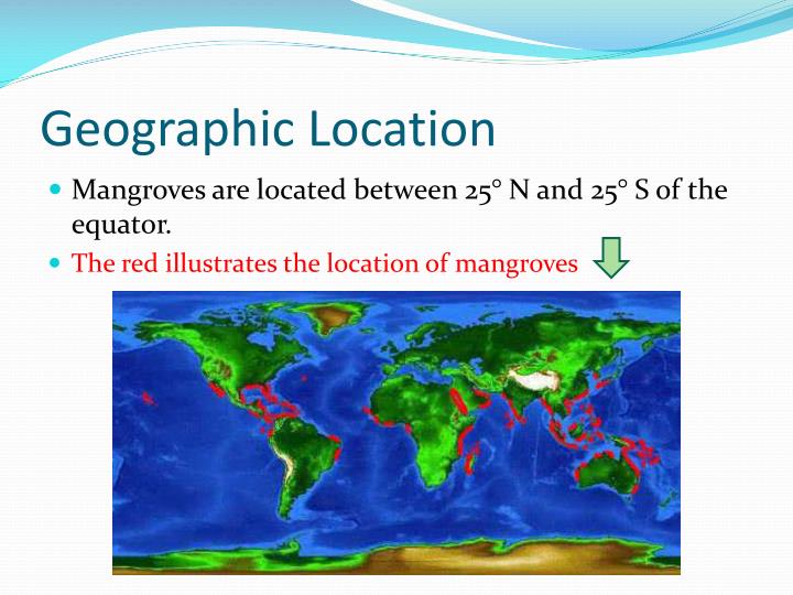 PPT - Mangroves PowerPoint Presentation - ID:1950085