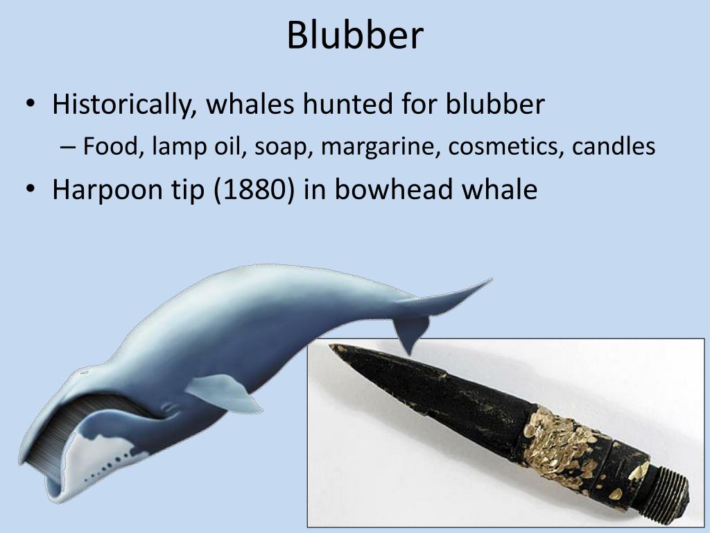 PPT - Marine Mammals—Cetaceans and Sirenians PowerPoint Presentation ...