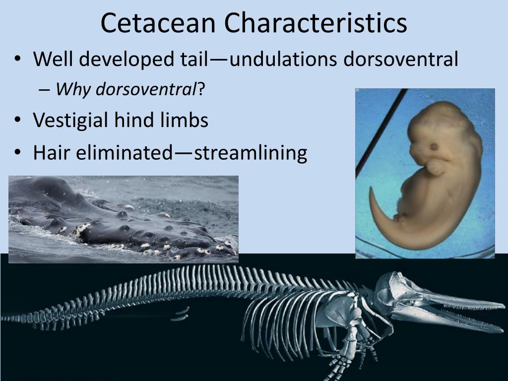 PPT - Marine Mammals—Cetaceans and Sirenians PowerPoint Presentation ...