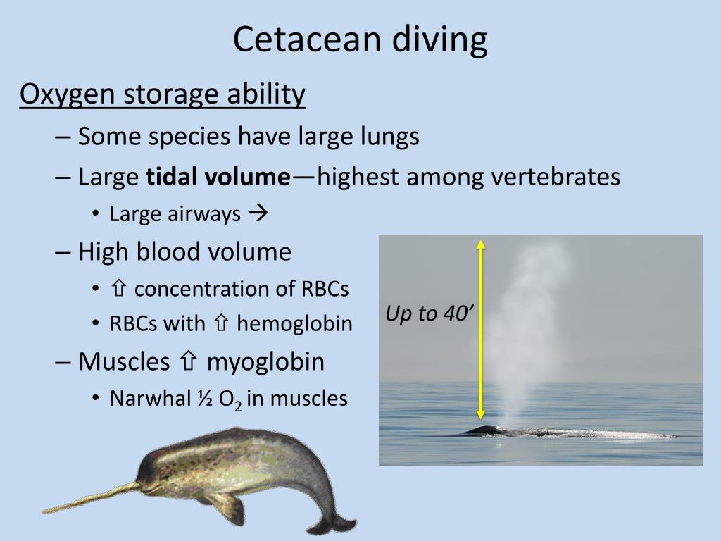 PPT - Marine Mammals—Cetaceans and Sirenians PowerPoint Presentation ...