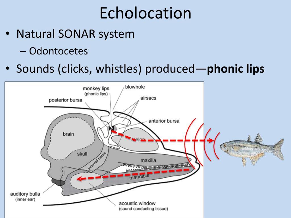 PPT - Marine Mammals—Cetaceans and Sirenians PowerPoint Presentation ...