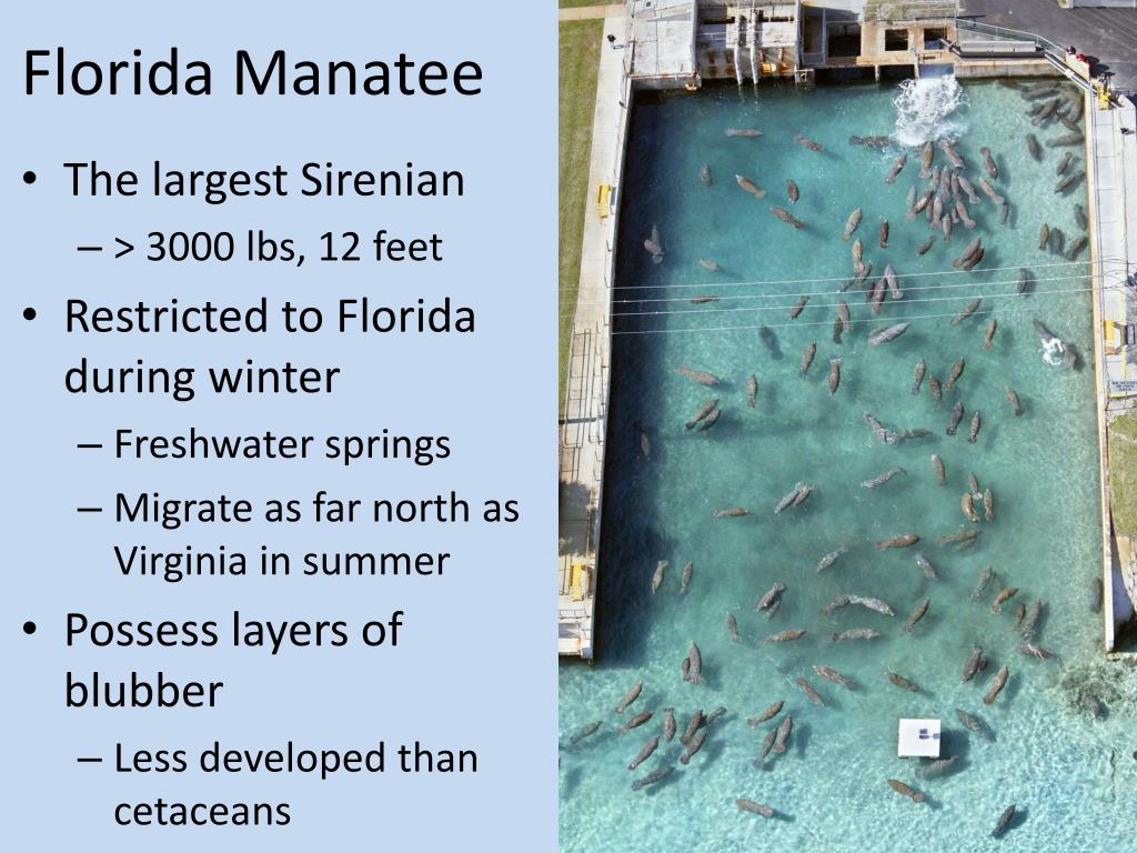 PPT - Marine Mammals—Cetaceans and Sirenians PowerPoint Presentation ...