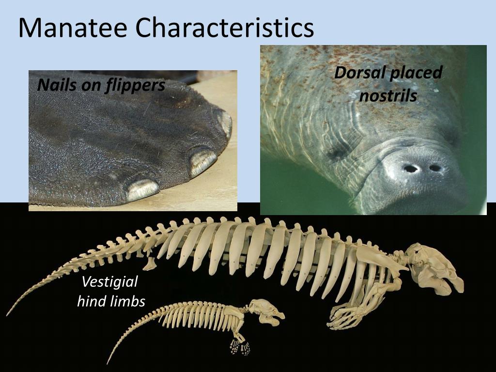 PPT - Marine Mammals—Cetaceans and Sirenians PowerPoint Presentation ...